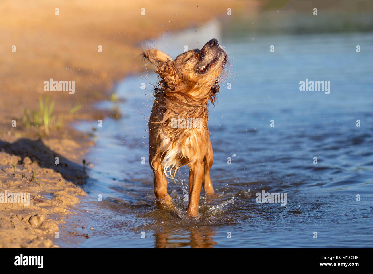 Happy wet dog hi-res stock photography and images - Alamy