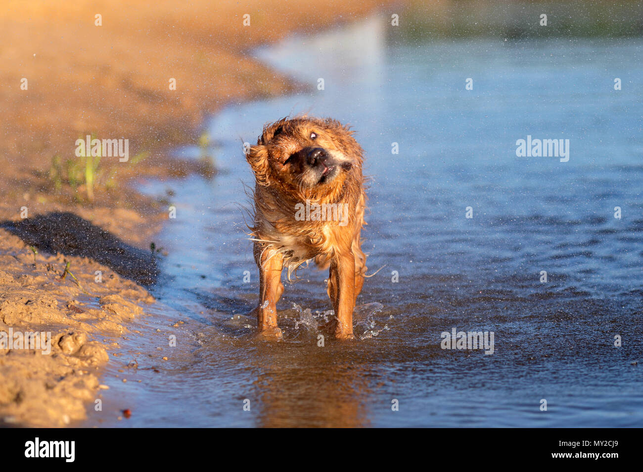 Funny dog shaking off hi-res stock photography and images - Alamy