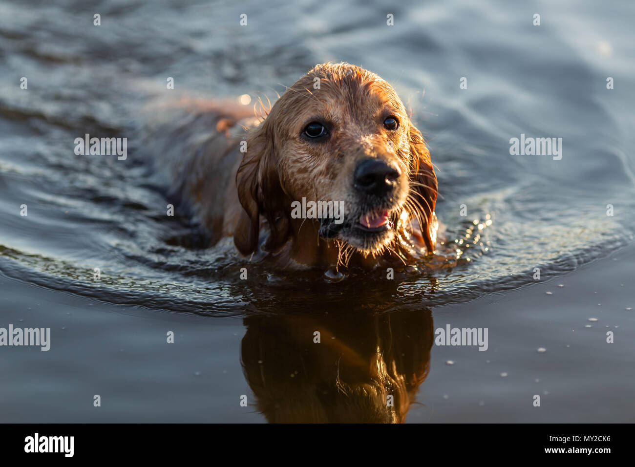 Dog splash lake hi-res stock photography and images - Alamy