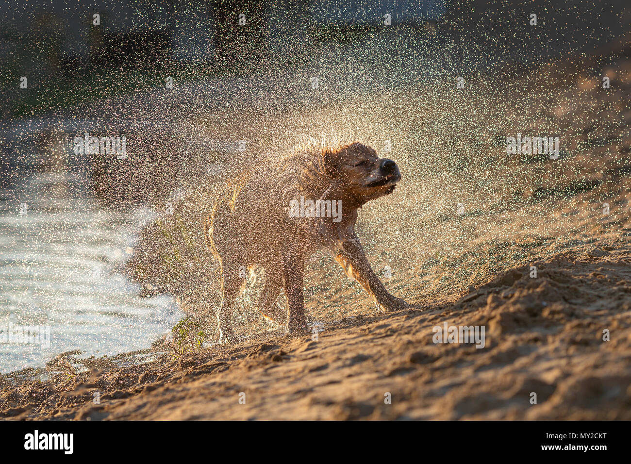 Wet dog shaking off after swimming in sunset light Stock Photo - Alamy