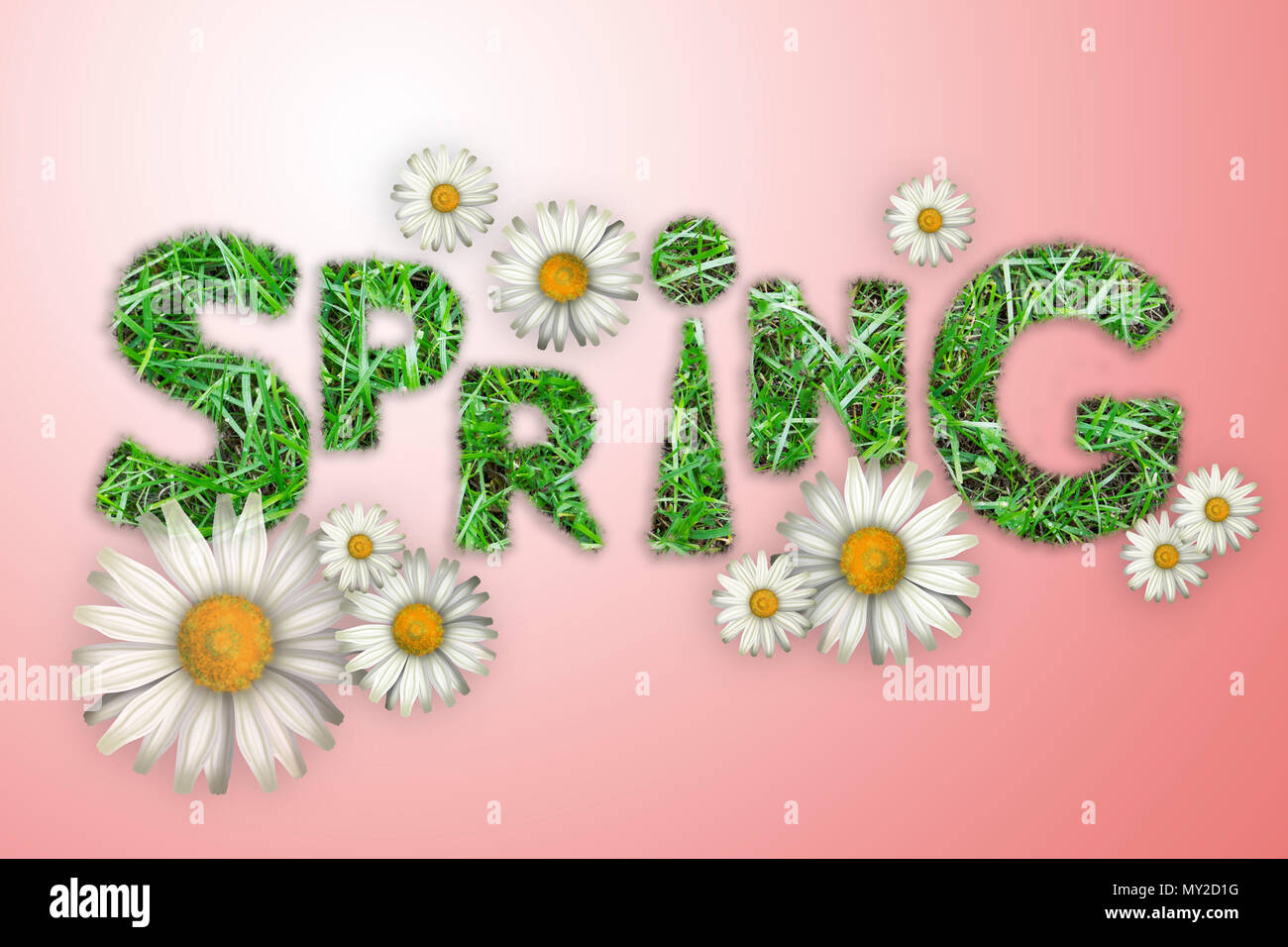 The word "spring" texture of a green grass, white daisies on a pink ...