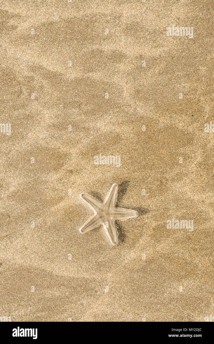 Live starfish hi-res stock photography and images - Alamy