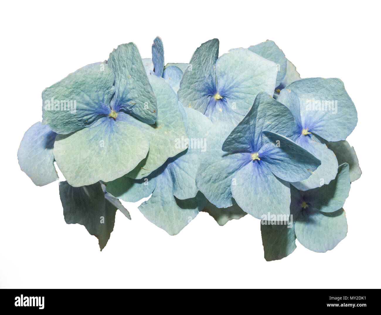 A beautiful Bigleaf Hydrangea on a pure white background Stock Photo ...