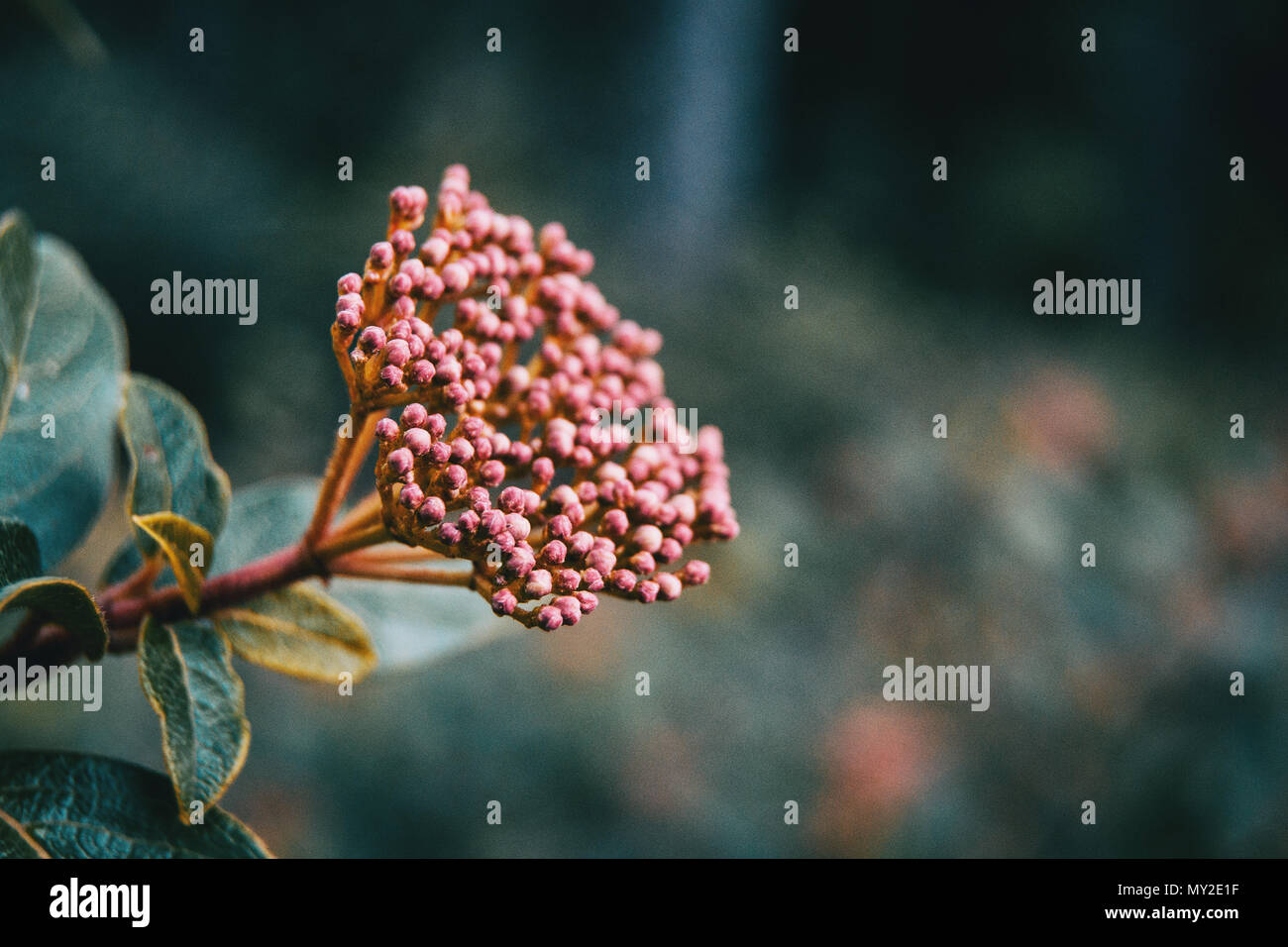 Inflorescence of unopened flowers of viburnum tinus Stock Photo - Alamy