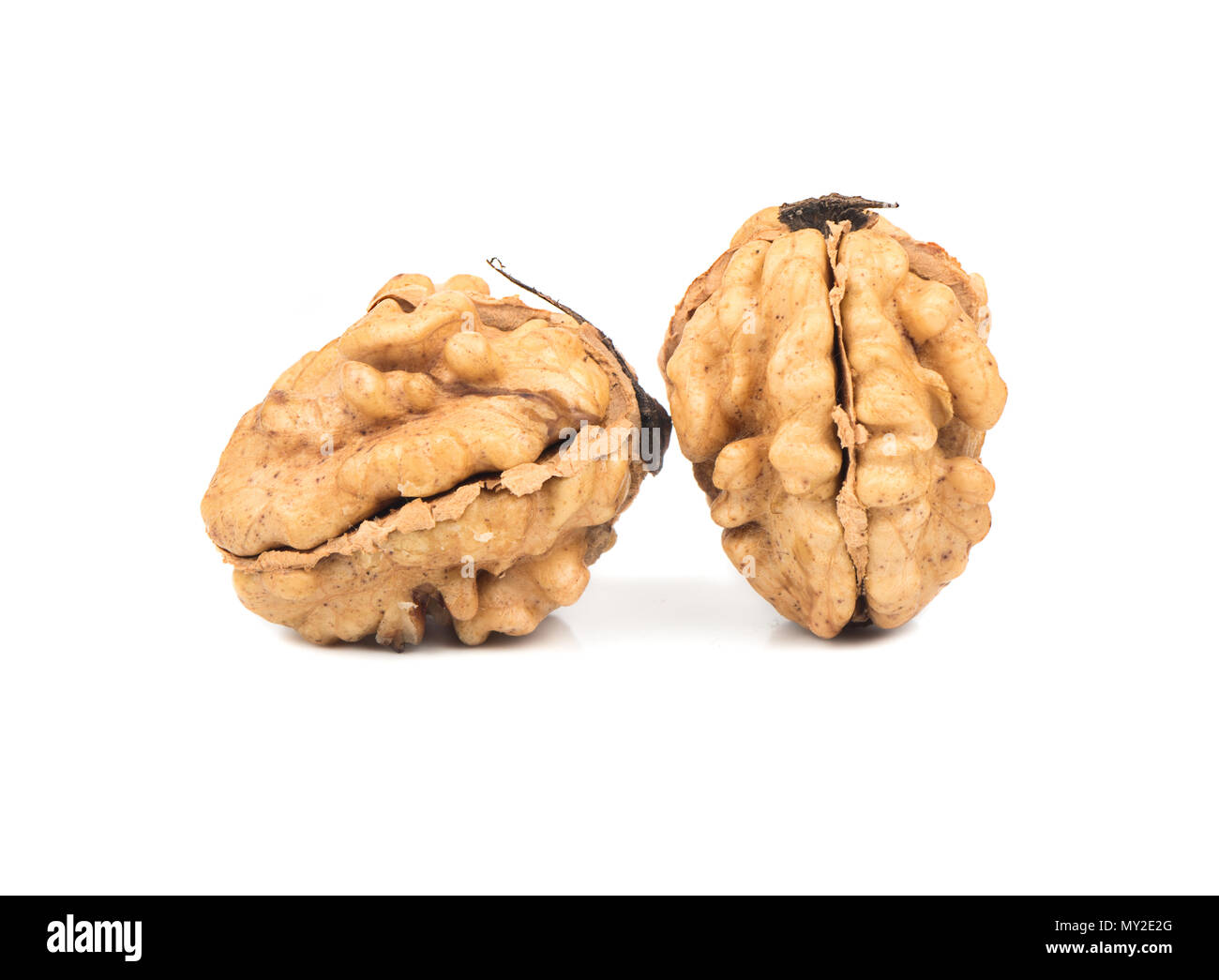 Two fresh walnuts without the shell on white background Stock Photo - Alamy