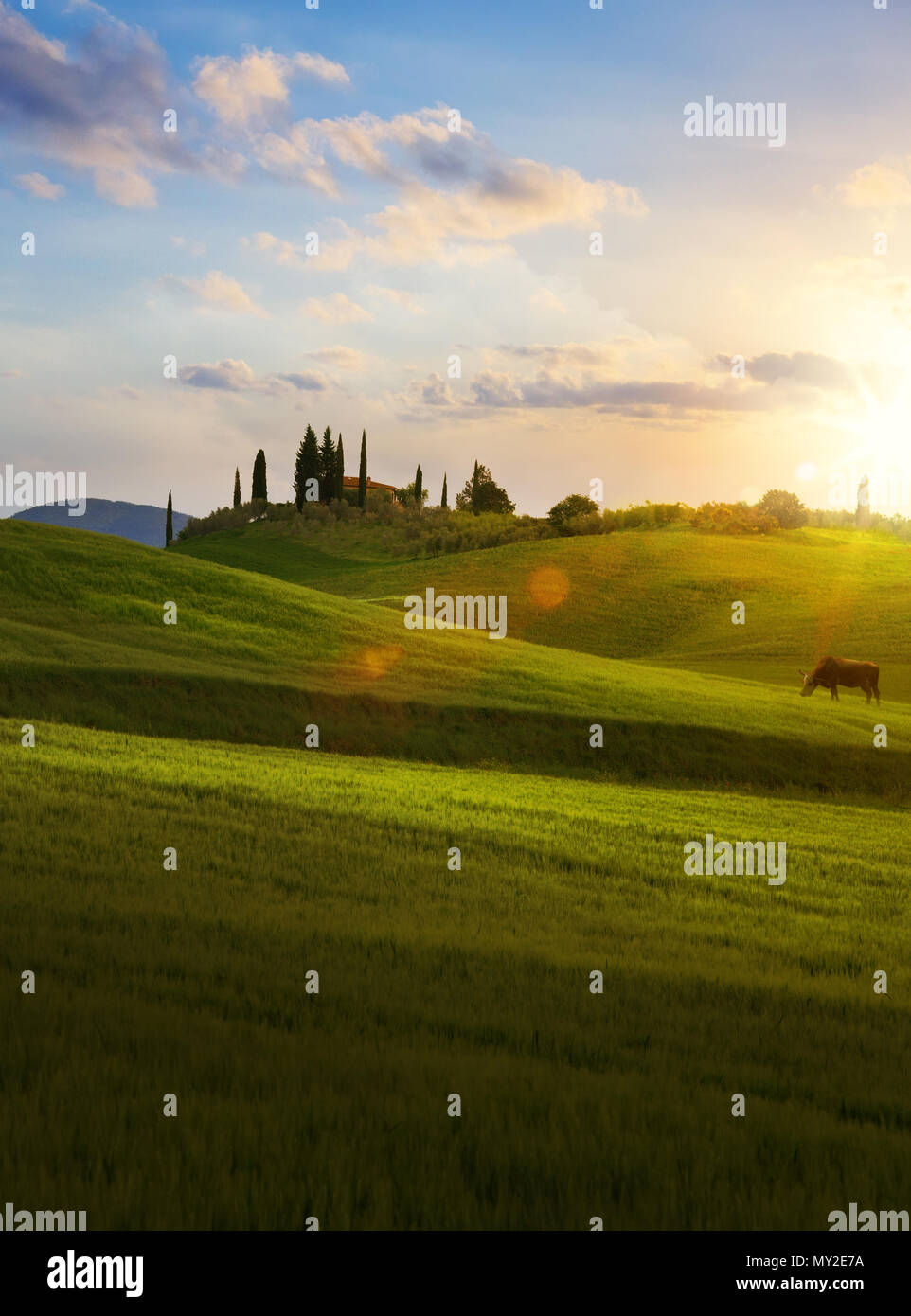 village in tuscany; Italy countryside landscape with Tuscany rolling ...