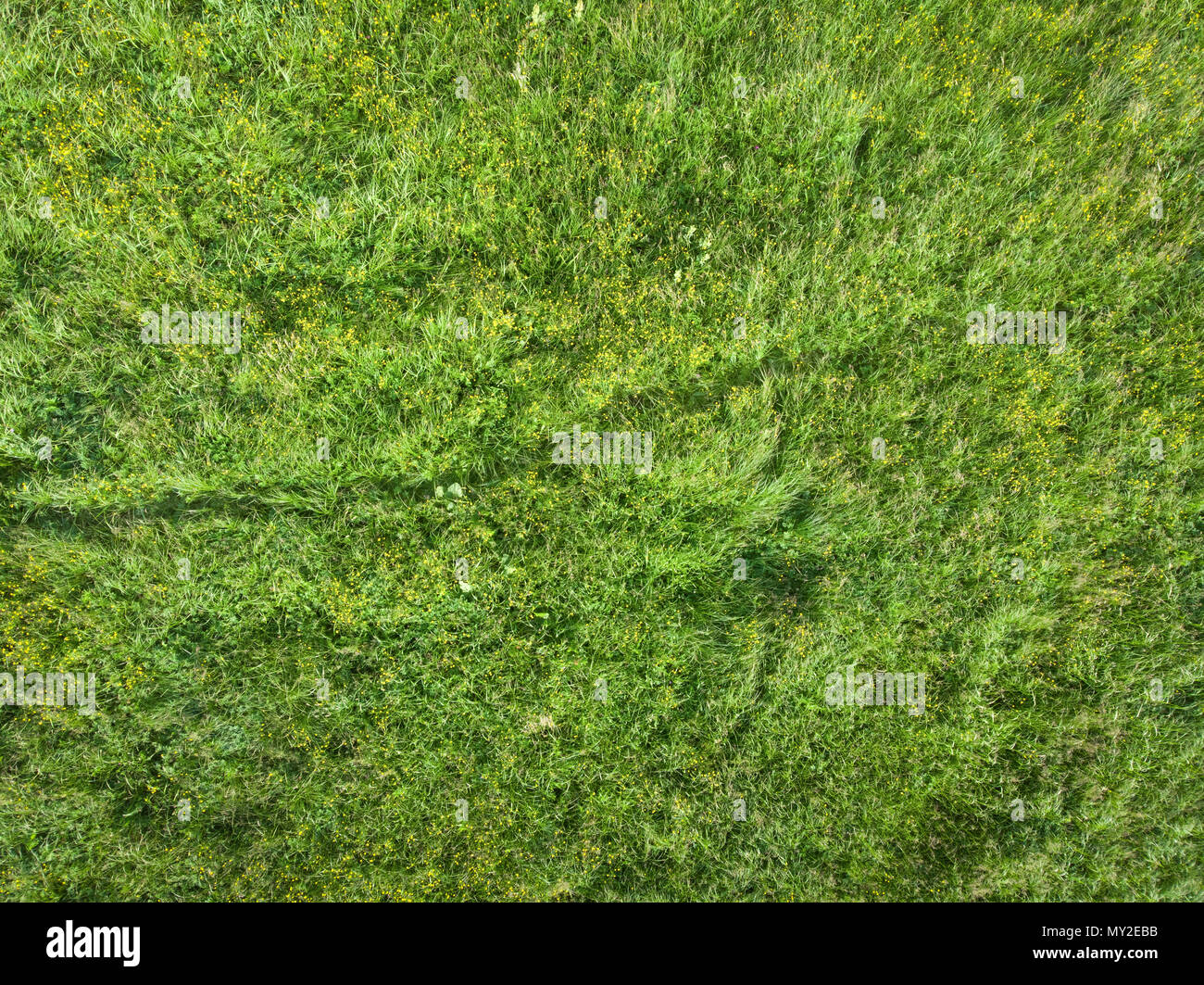 Green grass on a meadow top view. Natural texture Stock Photo - Alamy