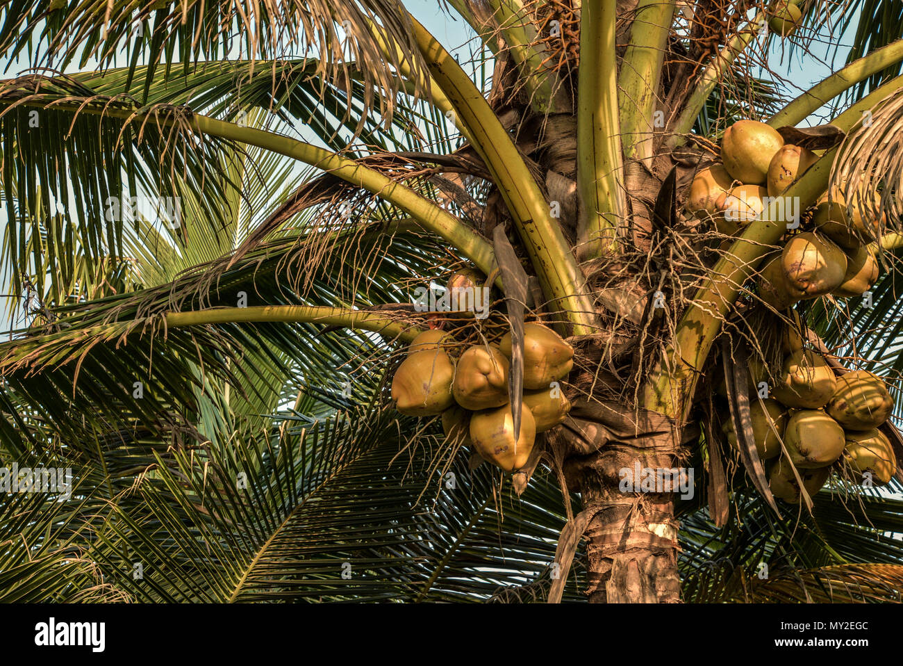 Close up of coconut palm tree with ripe coconuts Stock Photo - Alamy