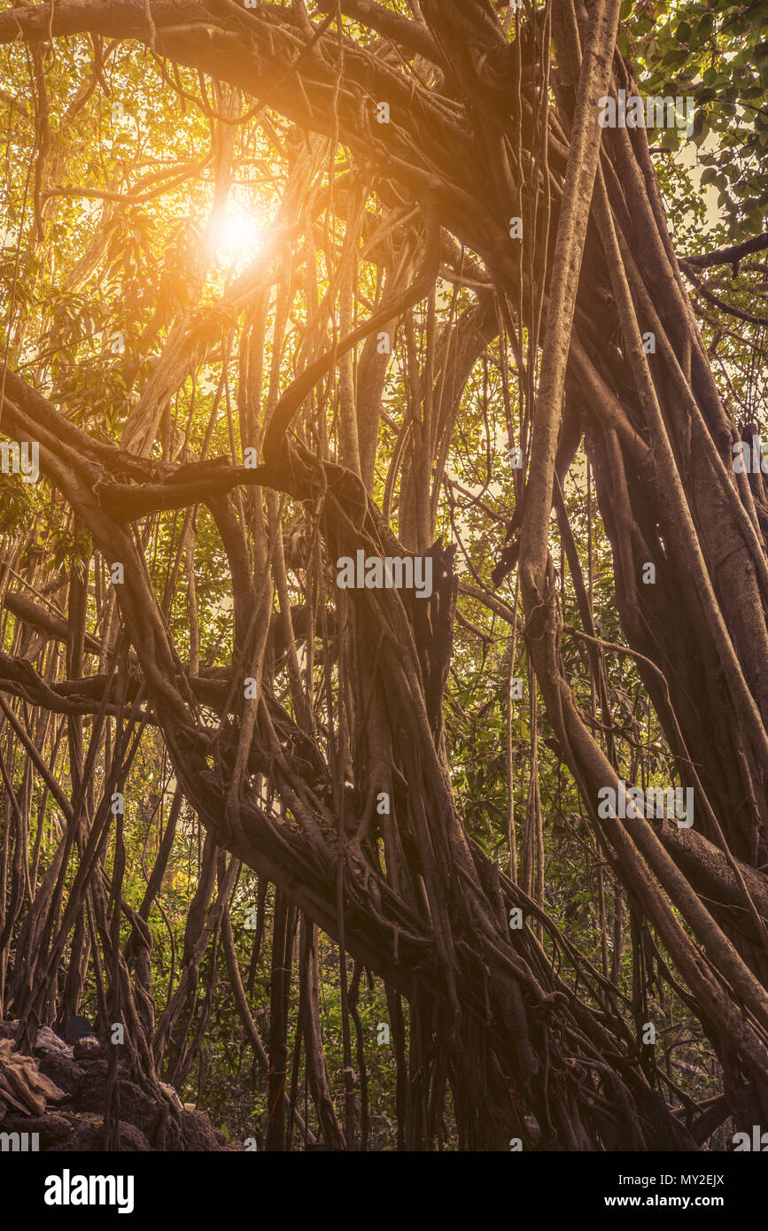 Indian jungle hi-res stock photography and images - Alamy