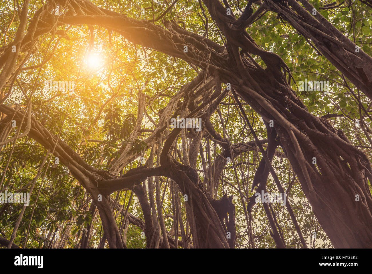 Beautiful banyan tree in indian jungle not far from Arambol beach, Goa ...