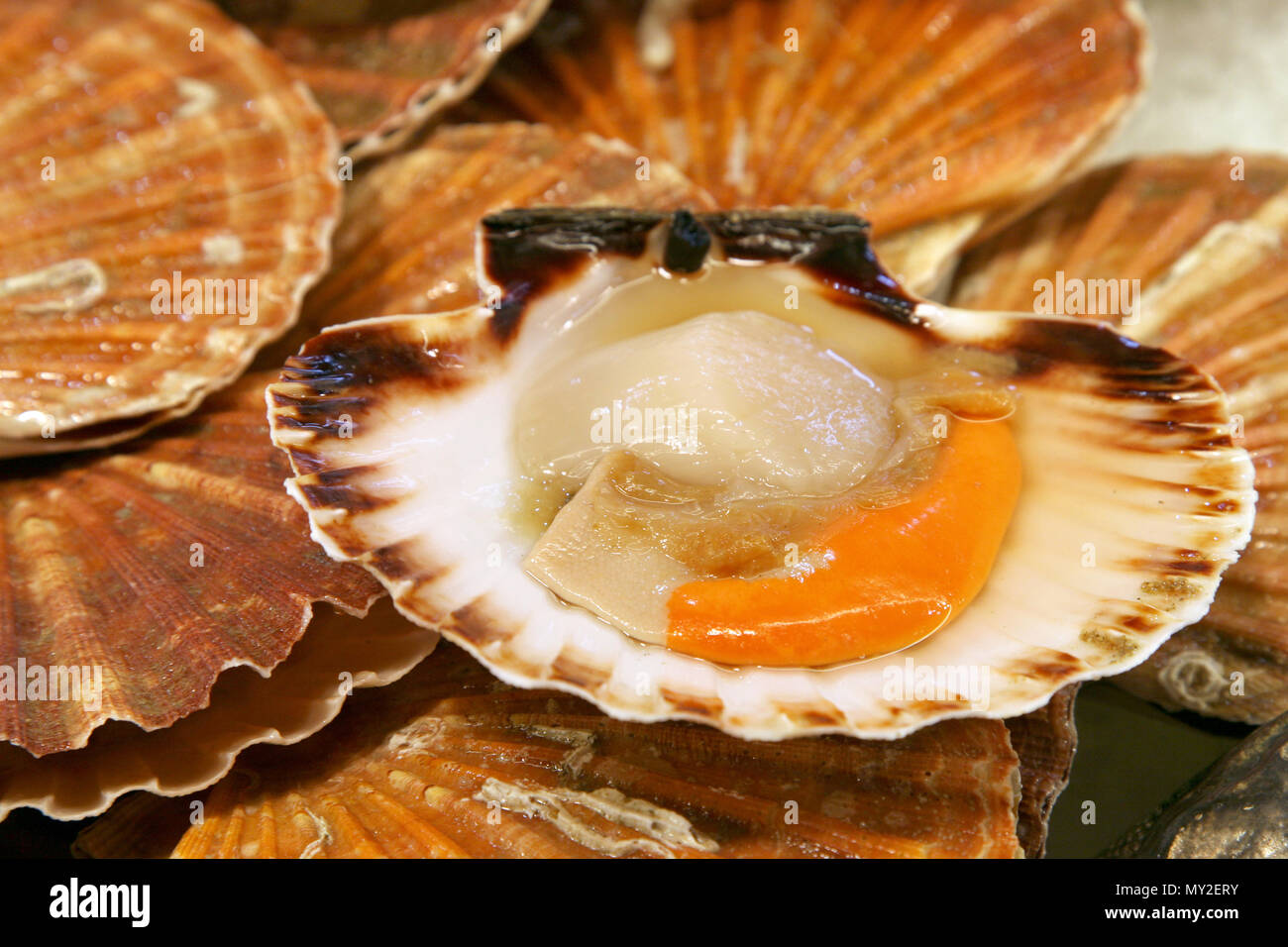 Scallops mollusc hi-res stock photography and images - Alamy