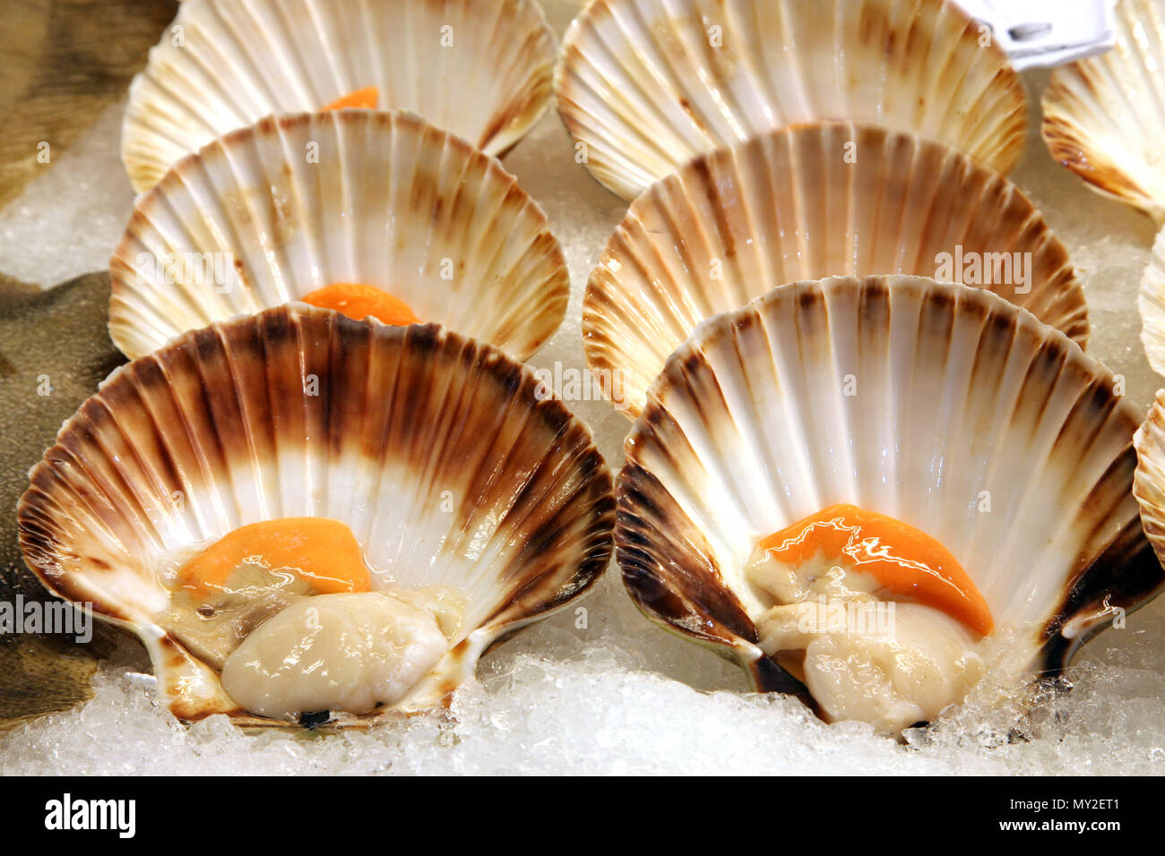 Scallops mollusc hi-res stock photography and images - Alamy