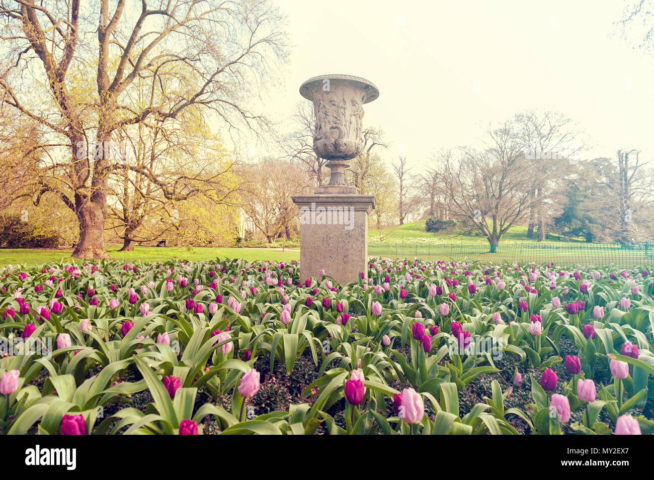 London, UK - April 2018: Purple Prince Single Early Tulips (Tulipa ...