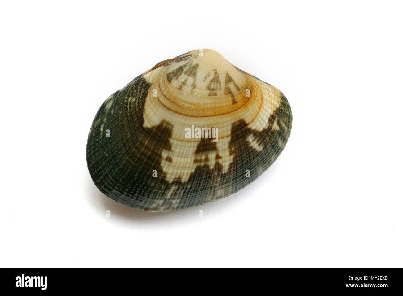 Clams on white background Stock Photo - Alamy