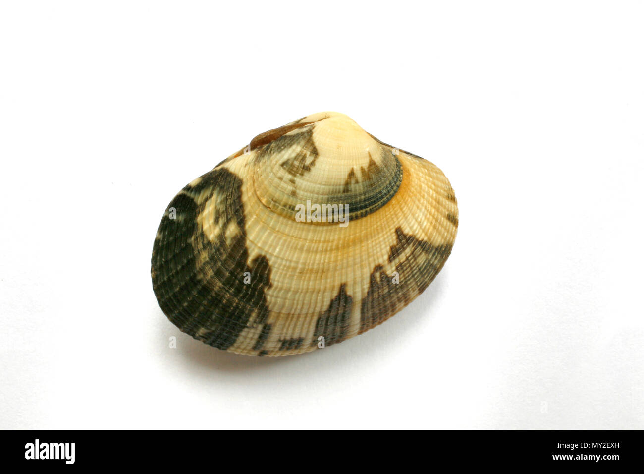 Clam on white background 2 Stock Photo - Alamy