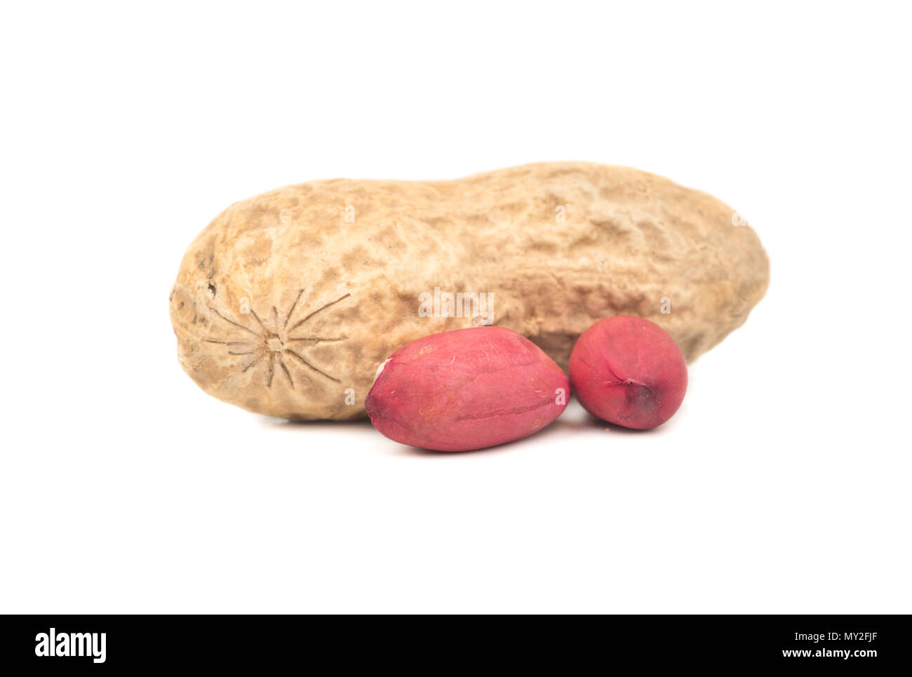 Peanut in shell with two cores on a white background Stock Photo - Alamy