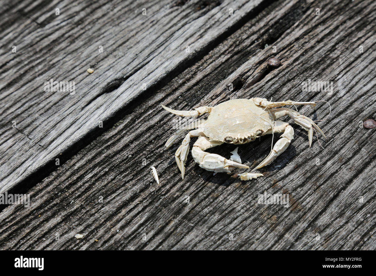 Dried Crab on Wood Surface Stock Photo - Alamy