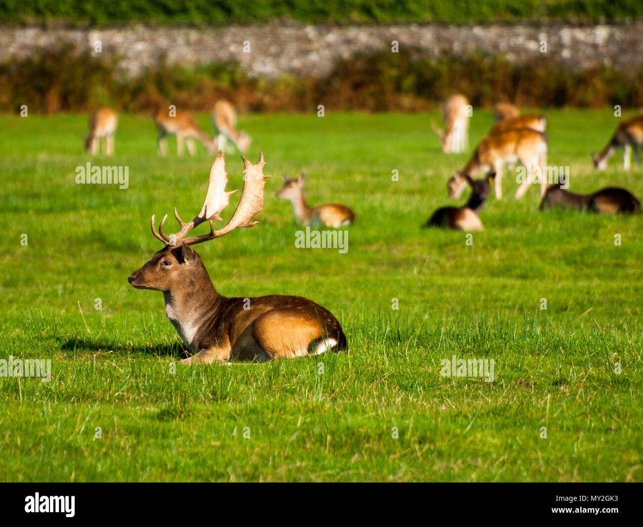 Deer in Margam Country Park, South Wales, UK Stock Photo - Alamy