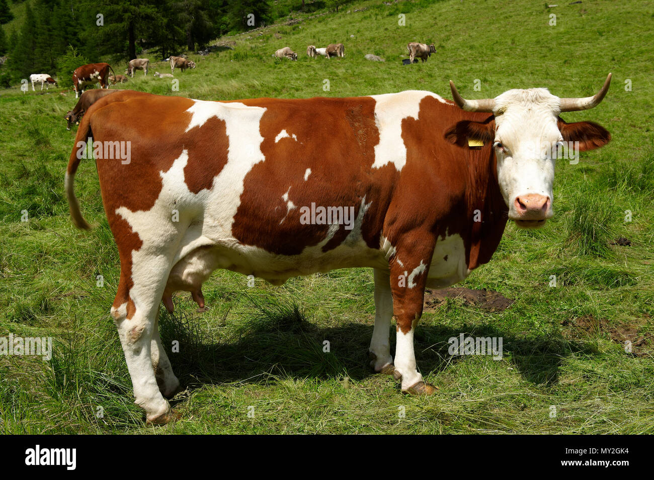 S.Apollonia,Valle delle Messi,Pontedilegno (Bs),Italy, some dairy cows ...