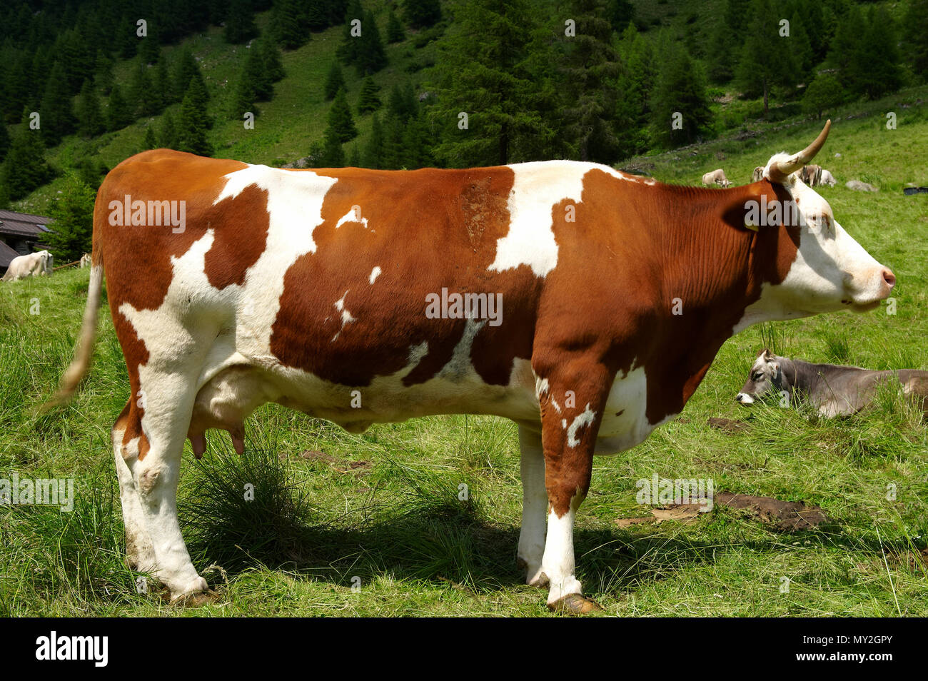 S.Apollonia,Valle delle Messi,Pontedilegno (Bs),Italy, some dairy cows ...