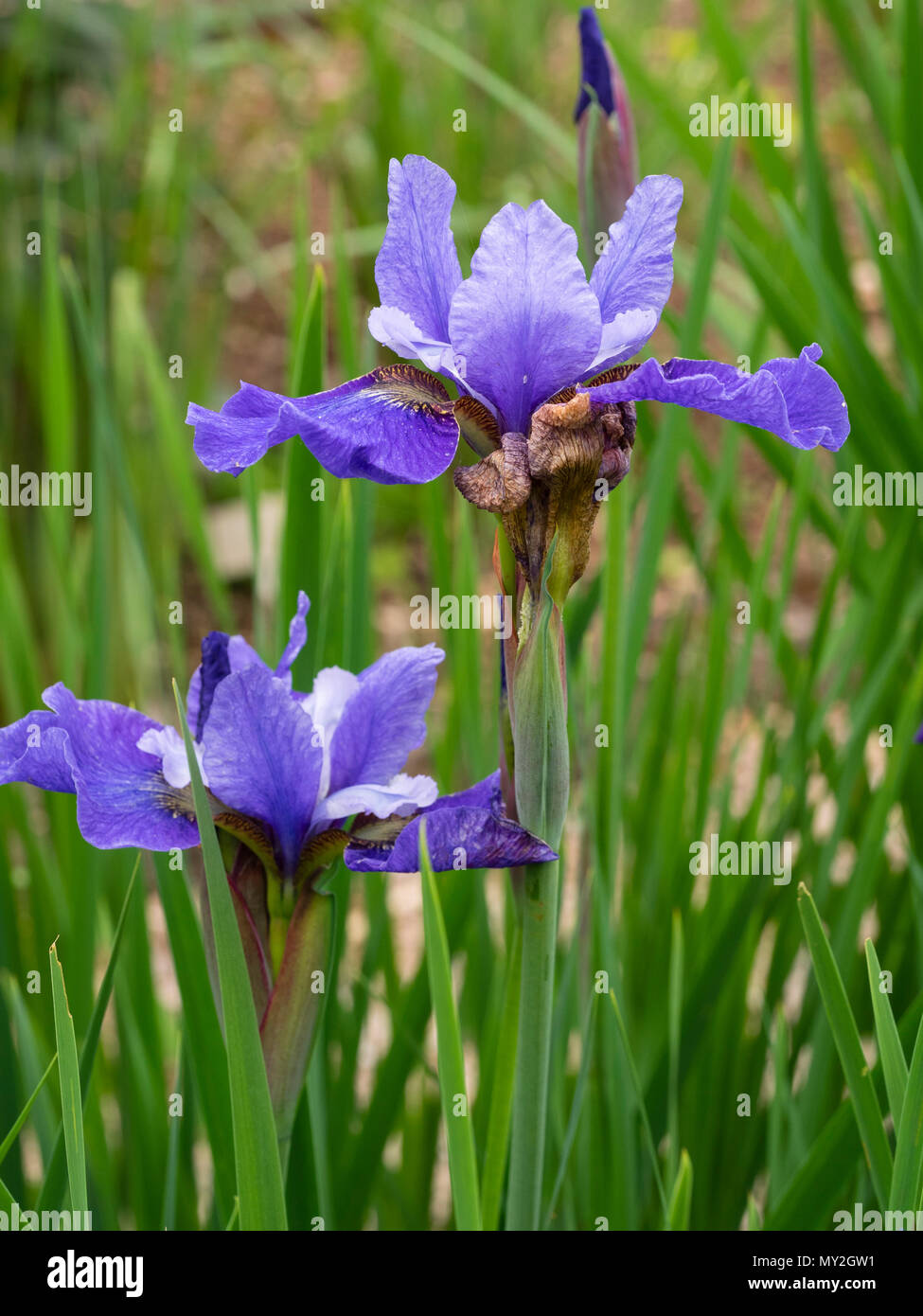 Riband hi-res stock photography and images - Alamy