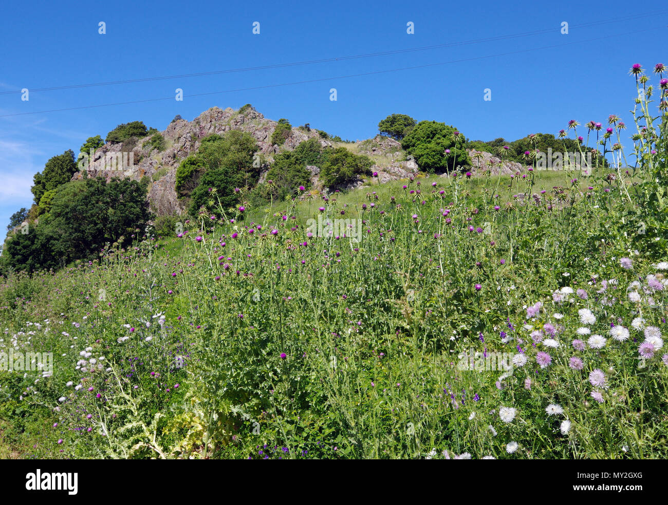 Spring in Sardinia countryside Stock Photo - Alamy