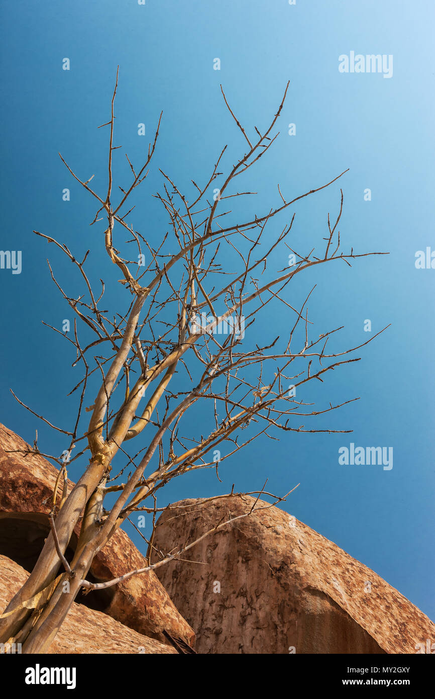 Giant quiver tree in hi-res stock photography and images - Alamy