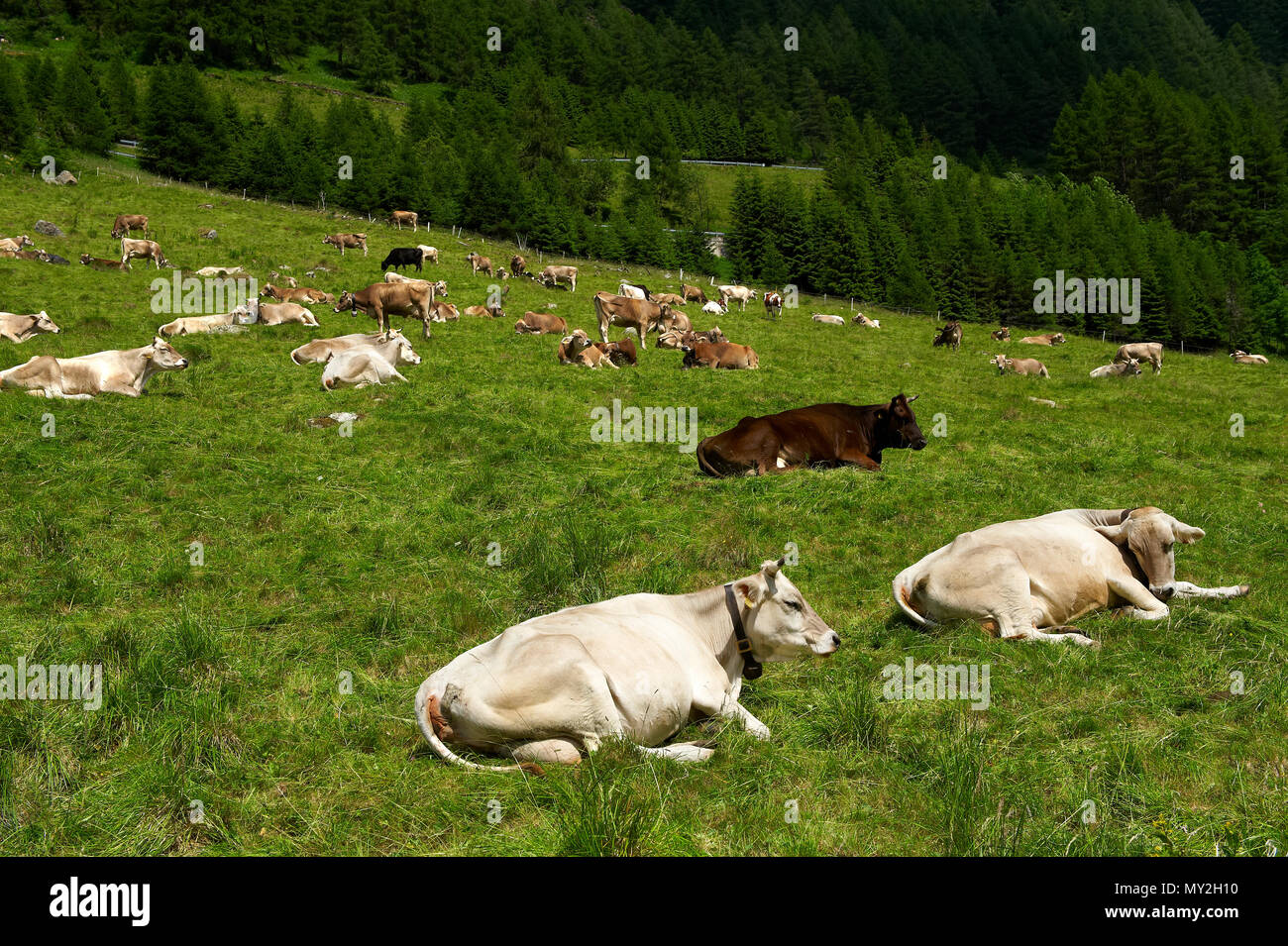 S.Apollonia,Valle delle Messi,Pontedilegno (Bs),Italy, some dairy cows ...