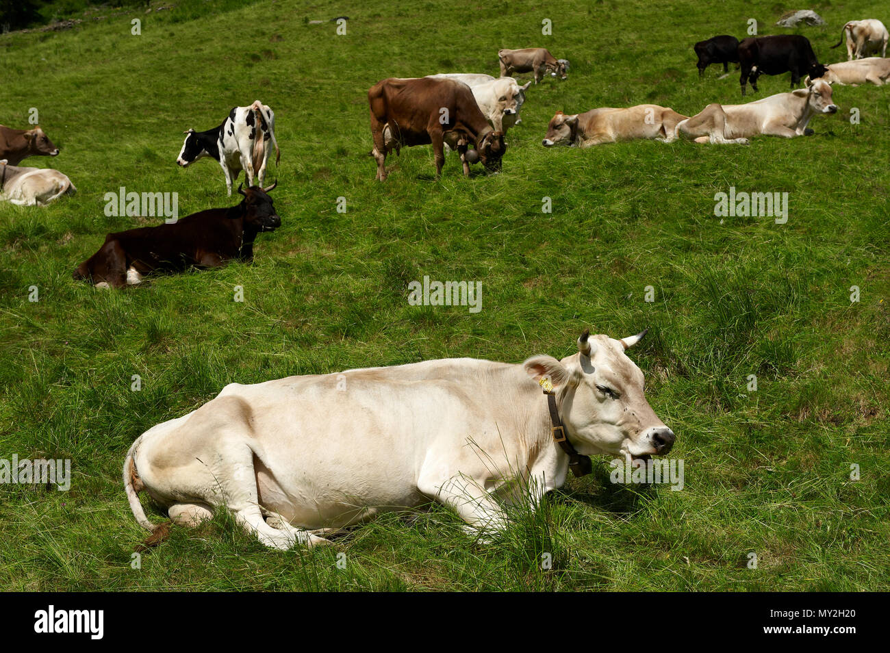 S.Apollonia,Valle delle Messi,Pontedilegno (Bs),Italy, some dairy cows ...
