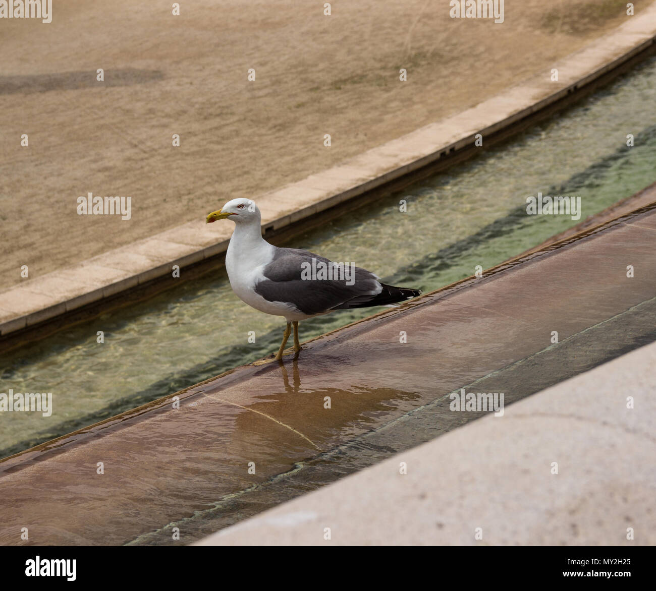 Well water for birds hi-res stock photography and images - Alamy
