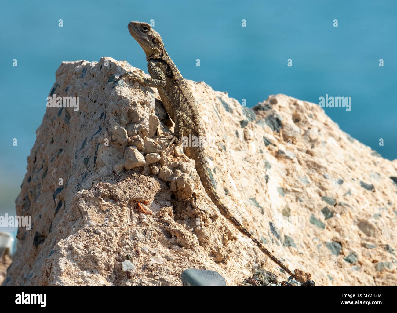 Gekko mediterraan hi-res stock photography and images - Alamy