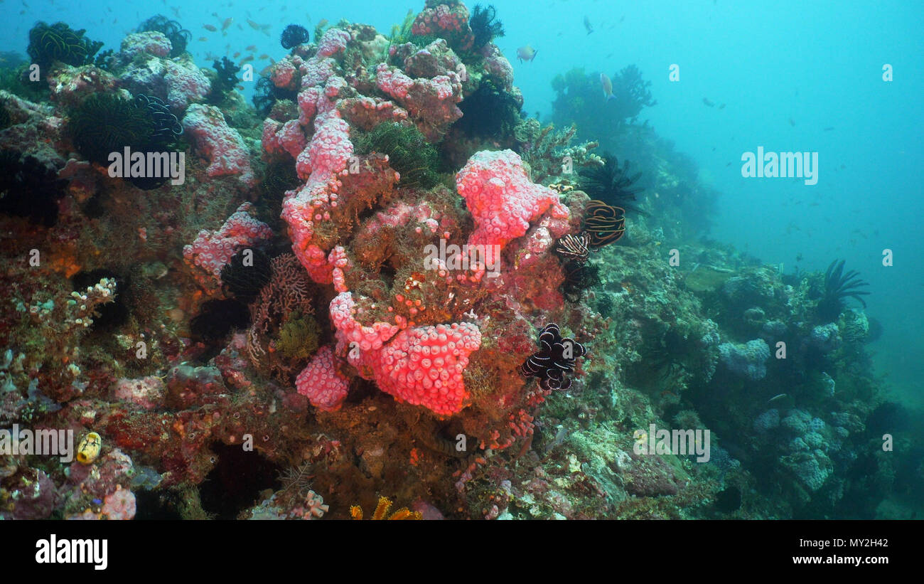 Beautiful soft coral in tropical sea. Wonderful and beautiful ...
