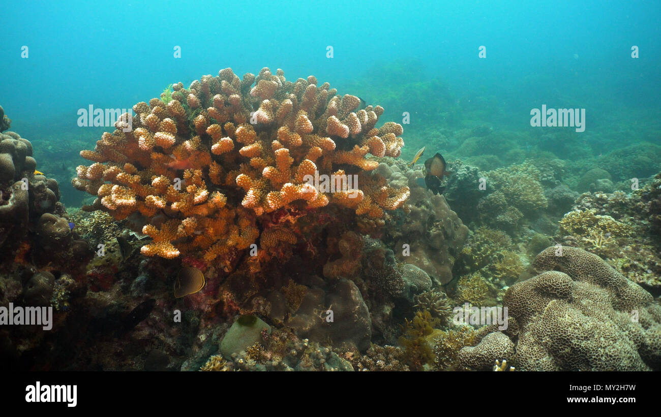 Beautiful soft coral in tropical sea. Wonderful and beautiful ...