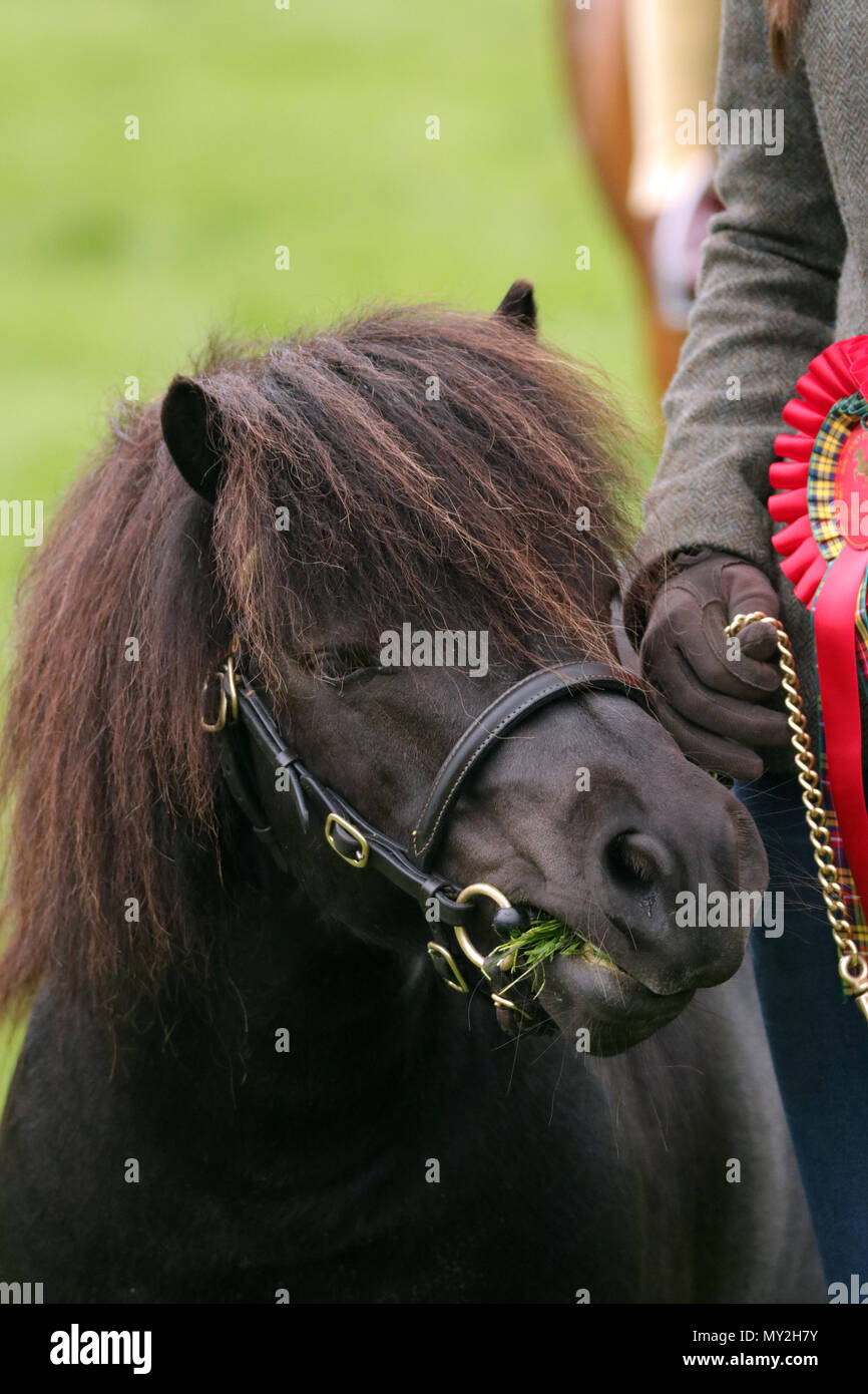 Pontargothi Show 2018 Stock Photo - Alamy