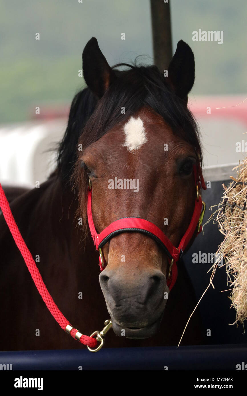 Pontargothi Show 2018 Stock Photo - Alamy