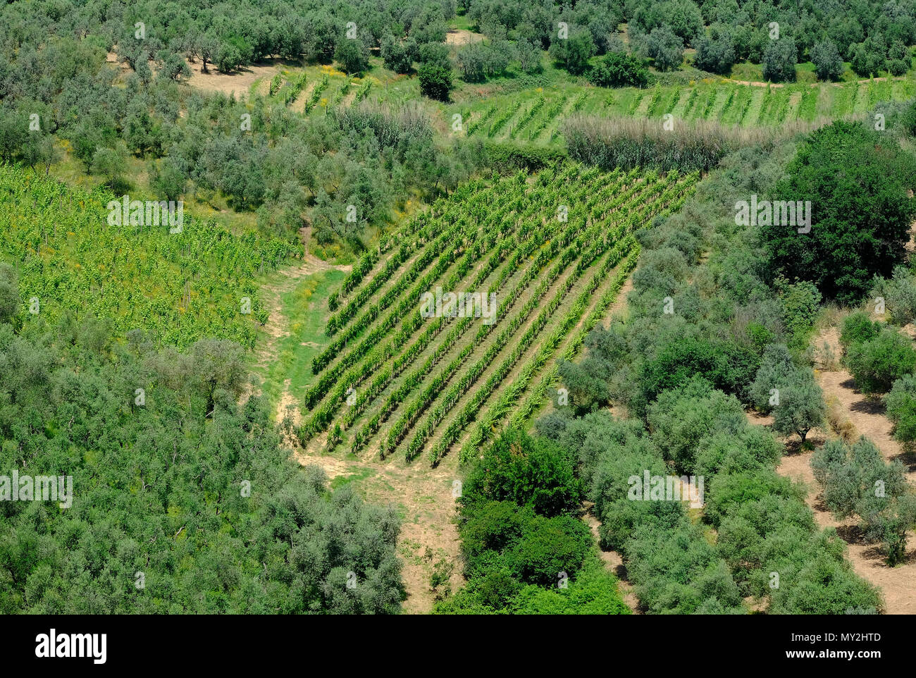 Vines trees hi-res stock photography and images - Alamy