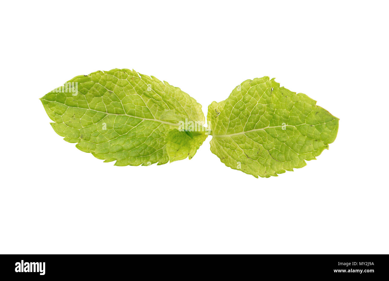 Small sprig of mint leaf on a white background Stock Photo - Alamy