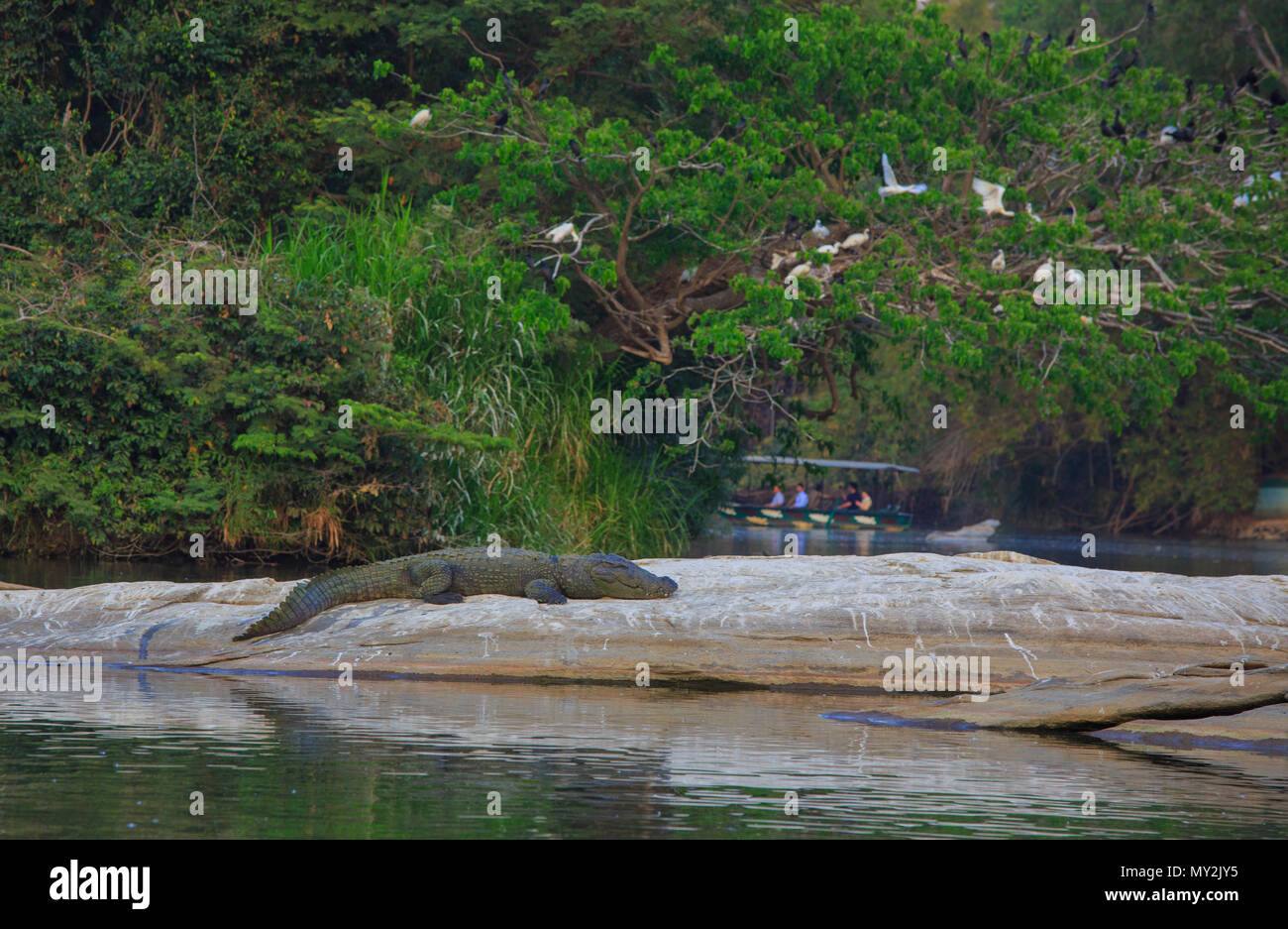 Mugger Crocodile at Ranganathittu Bird Sanctuary (Karnataka, India ...