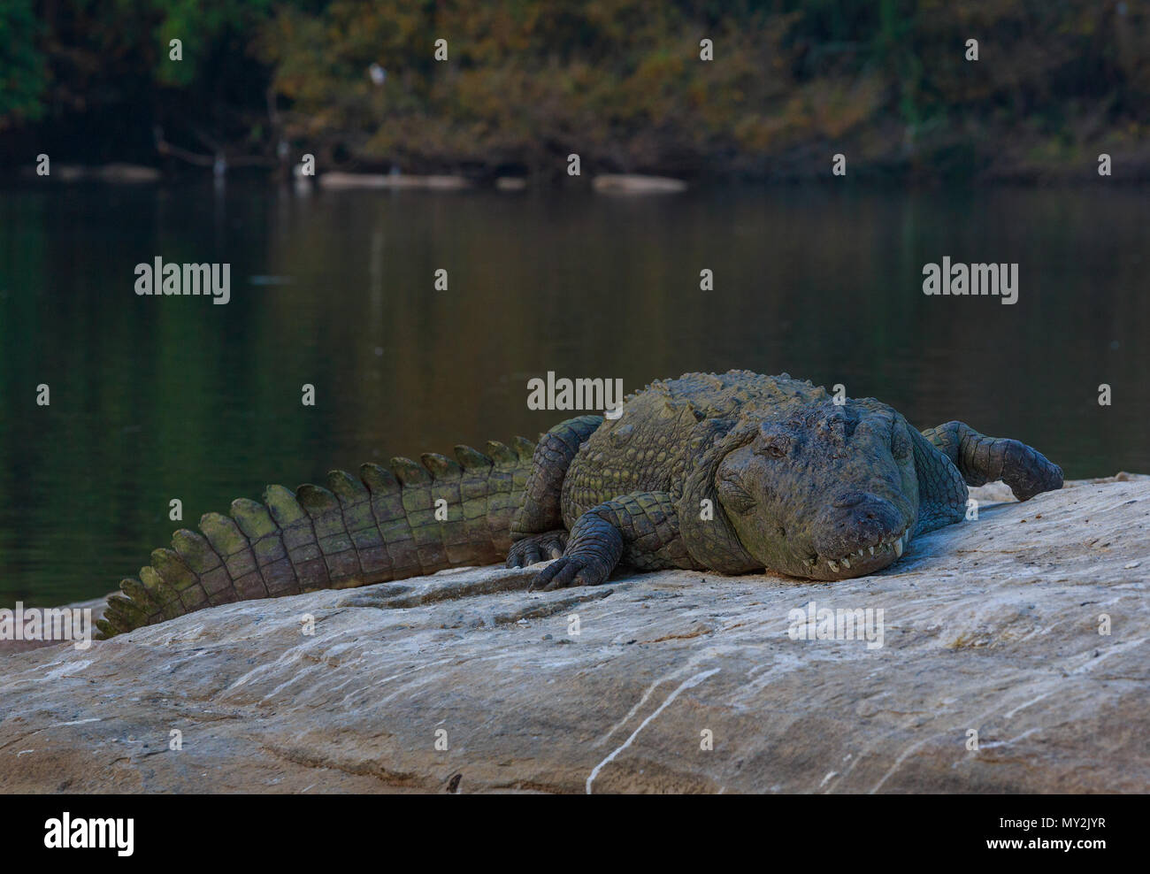 Mugger Crocodile at Ranganathittu Bird Sanctuary (Karnataka, India ...