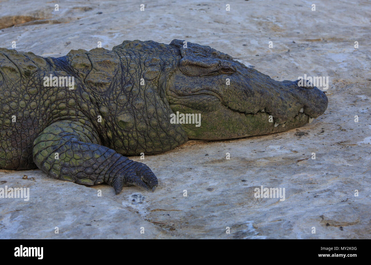 Mugger Crocodile at Ranganathittu Bird Sanctuary (Karnataka, India ...
