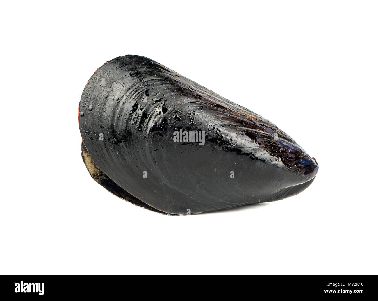 Cooked mussel shell in black isolated on white background Stock Photo ...
