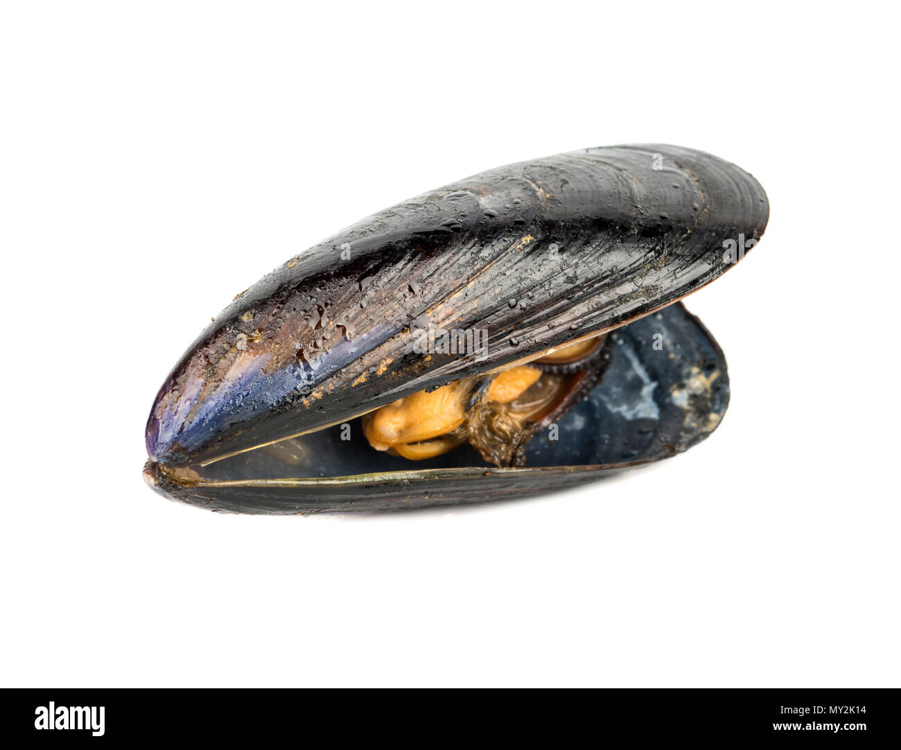 Cooked mussels in a black shell isolated on white background Stock ...