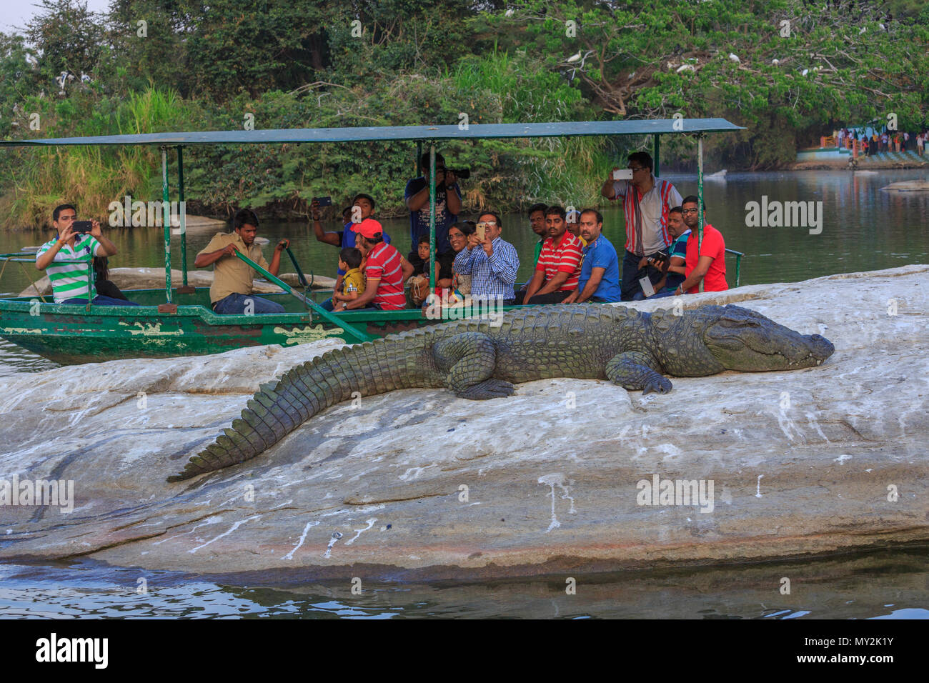 Tourists watching Mugger Crocodile from the Boat - at Ranganathittu ...