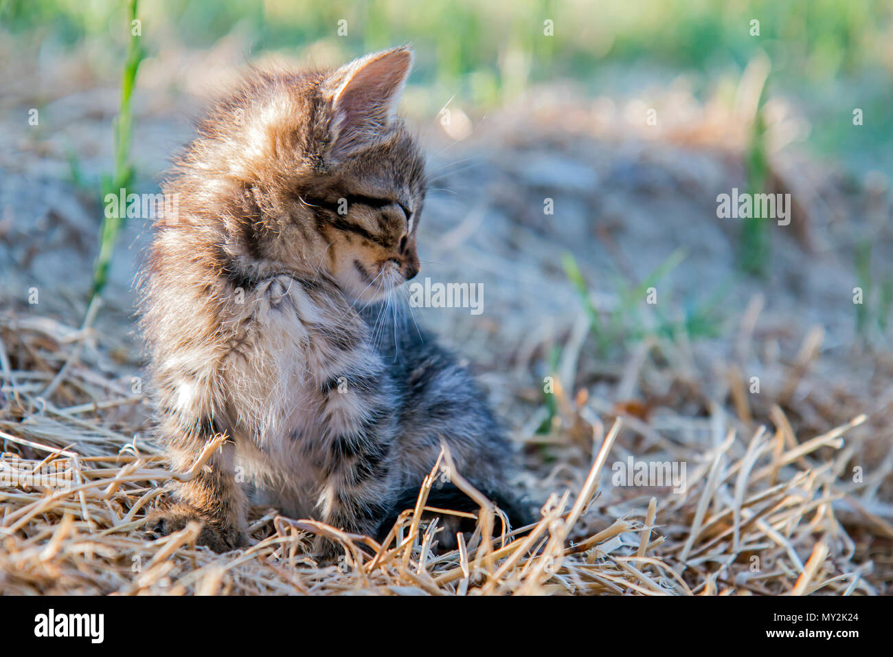 Free kittens hi-res stock photography and images - Alamy