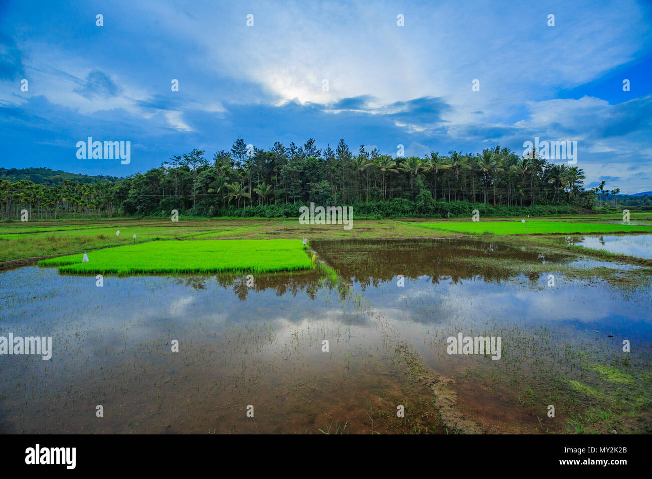 Rainy season in kerala hi-res stock photography and images - Alamy