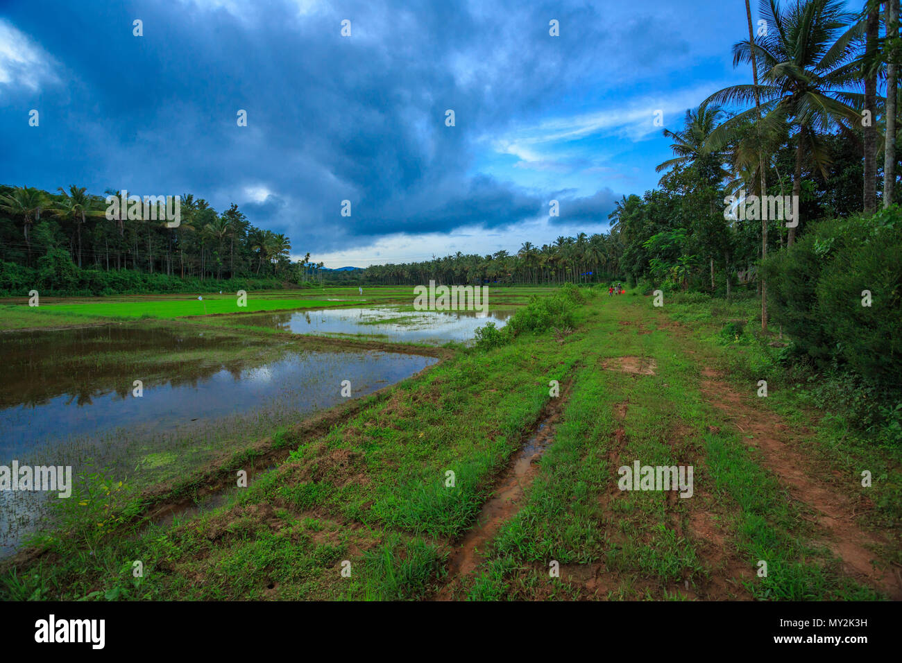 Rice farming in kerala hi-res stock photography and images - Alamy