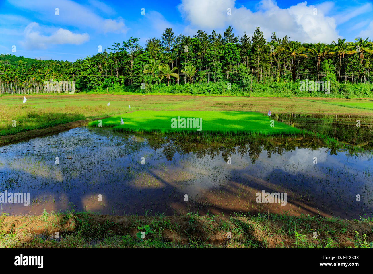 Rice farming in kerala hi-res stock photography and images - Alamy