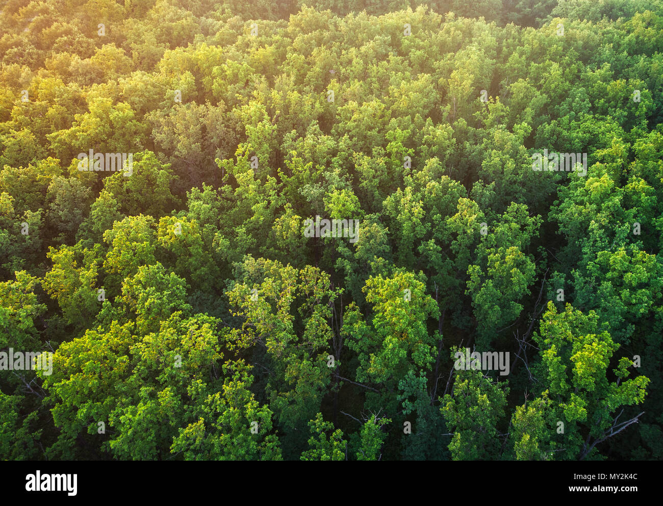 The tops of an oak forest. A view of the trees from a bird's-eye view ...