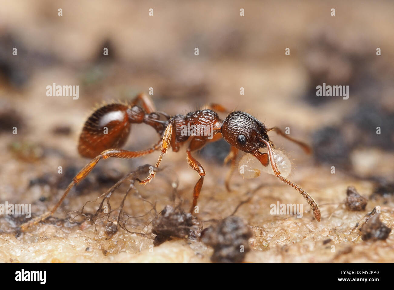 Ant carrying larva hi-res stock photography and images - Alamy