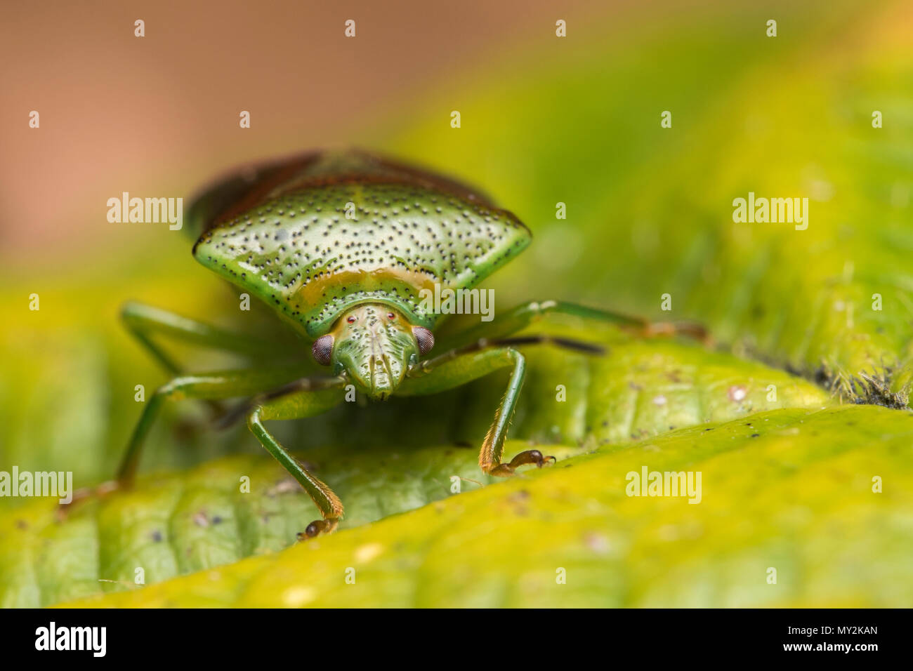 Birch Shieldbug (Elasmostethus interstinctus) frontal photo of specimen ...
